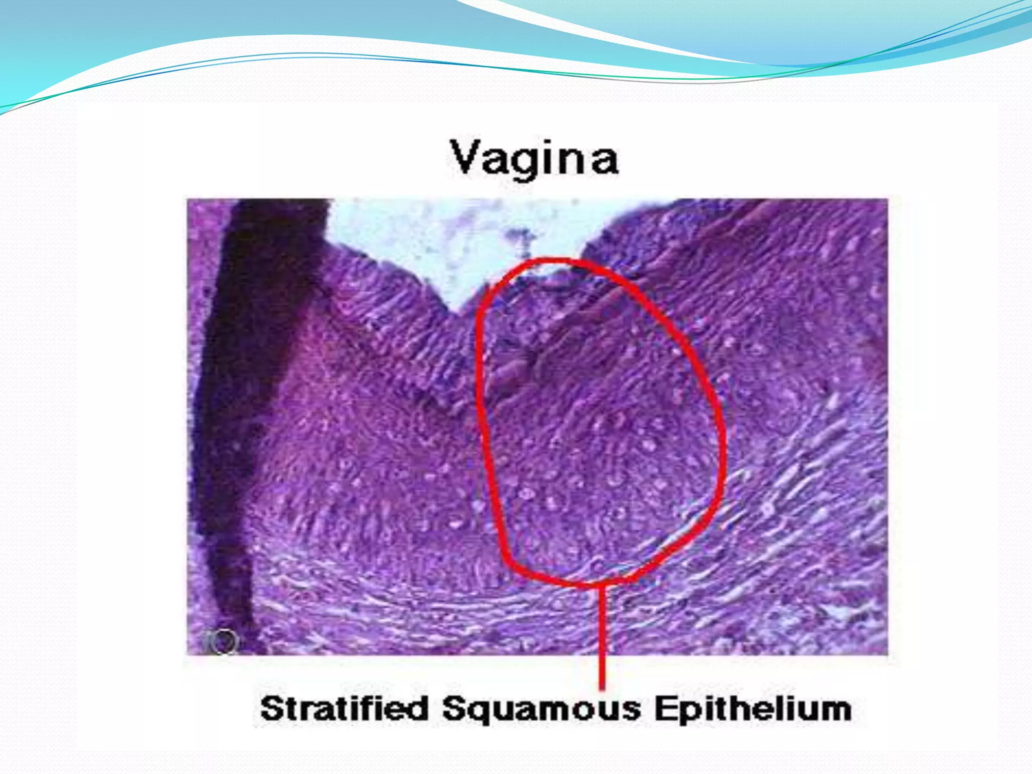 Histology of Avian female reproductive system | PPTX