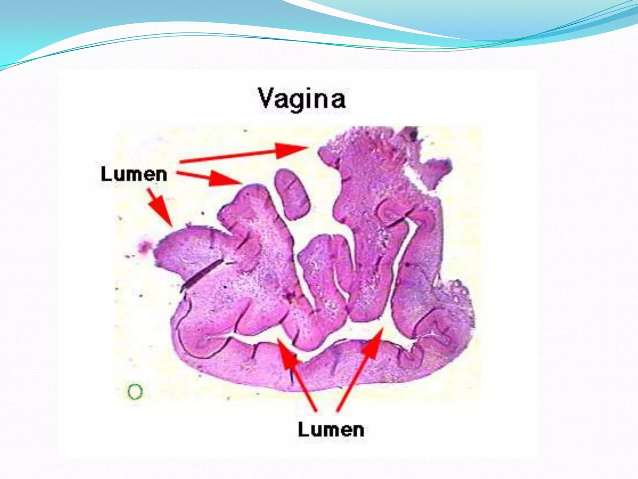 Histology of Avian female reproductive system | PPTX