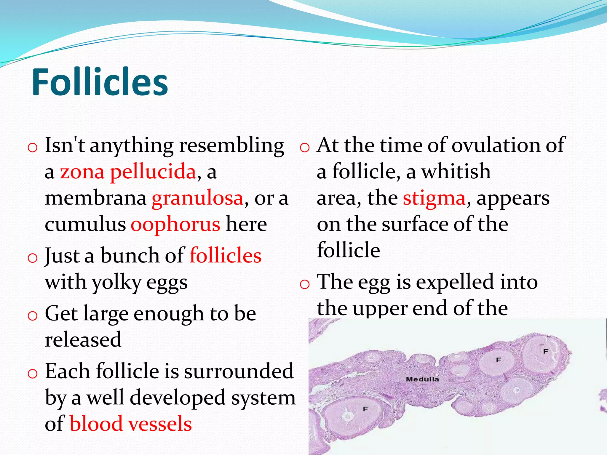 Histology of Avian female reproductive system | PPTX