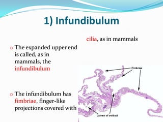 Histology of Avian female reproductive system | PPTX