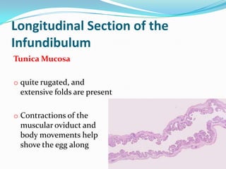 Histology of Avian female reproductive system | PPTX