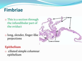 Histology of Avian female reproductive system | PPTX