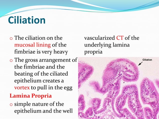 Histology of Avian female reproductive system | PPTX