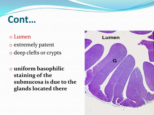 Histology of Avian female reproductive system | PPT