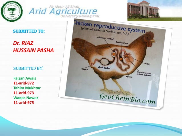 Histology of Avian female reproductive system | PPTX