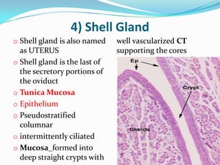 Histology of Avian female reproductive system | PPTX