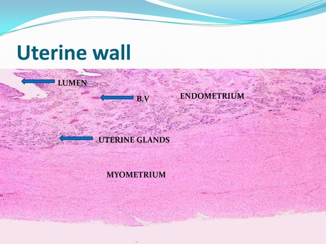 Histology of Avian female reproductive system | PPTX