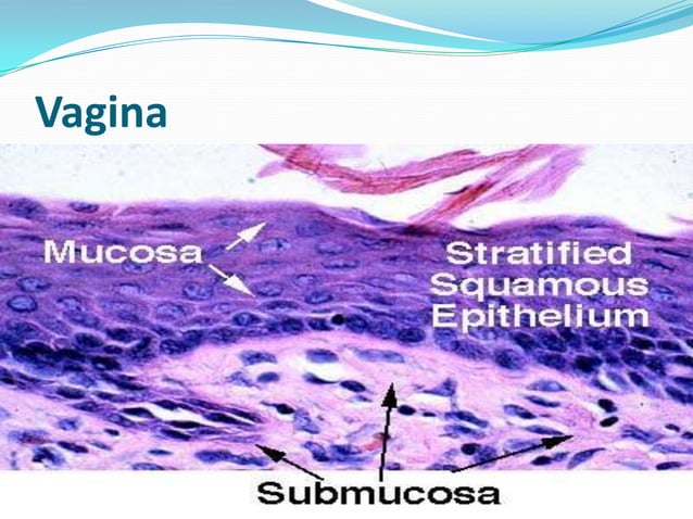 Histology of Avian female reproductive system | PPTX