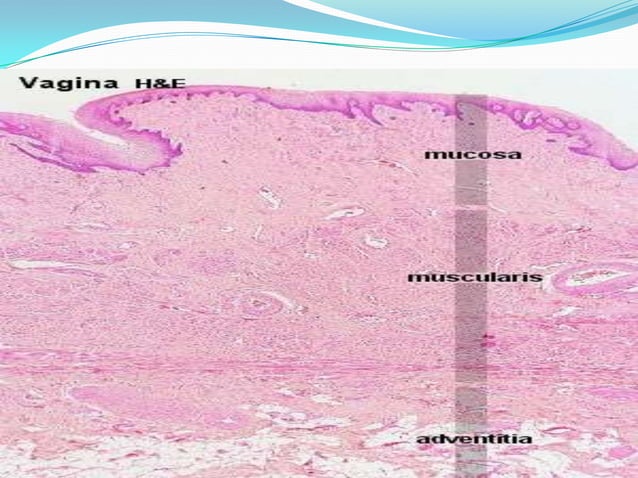 Histology of Avian female reproductive system | PPTX