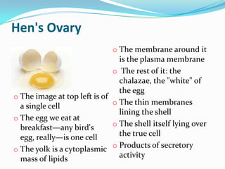Histology of Avian female reproductive system | PPTX