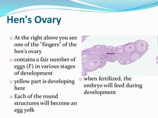 Histology of Avian female reproductive system | PPTX