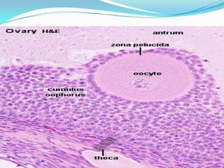 Histology of Avian female reproductive system | PPTX