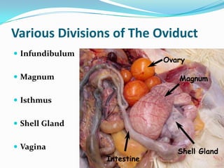 Histology of Avian female reproductive system | PPTX