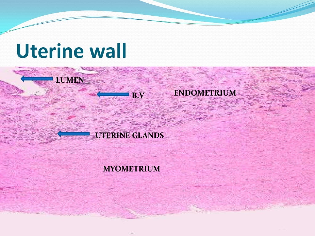Histology of Avian female reproductive system