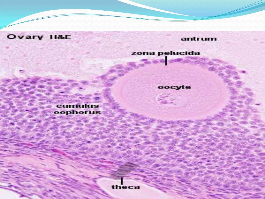 Histology of Avian female reproductive system