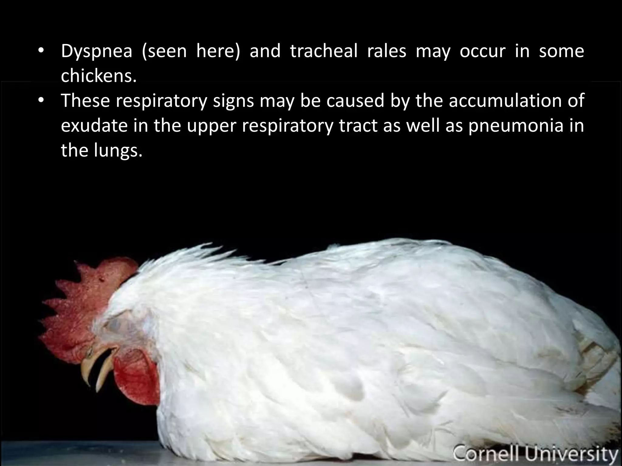 Avian Infectious Bronchitis - Photo Session | PPTX