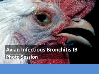 Avian Infectious Bronchitis - Photo Session | PPTX