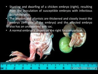 Avian Infectious Bronchitis - Photo Session | PPTX