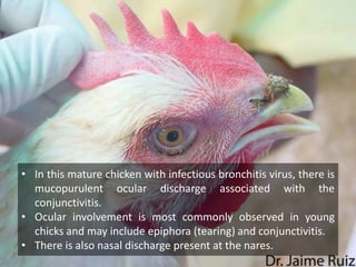 Avian Infectious Bronchitis - Photo Session | PPTX