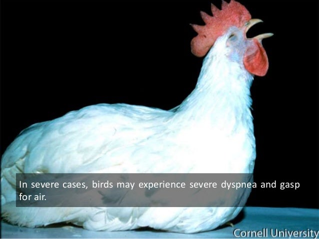 Avian Infectious Bronchitis - Photo Session