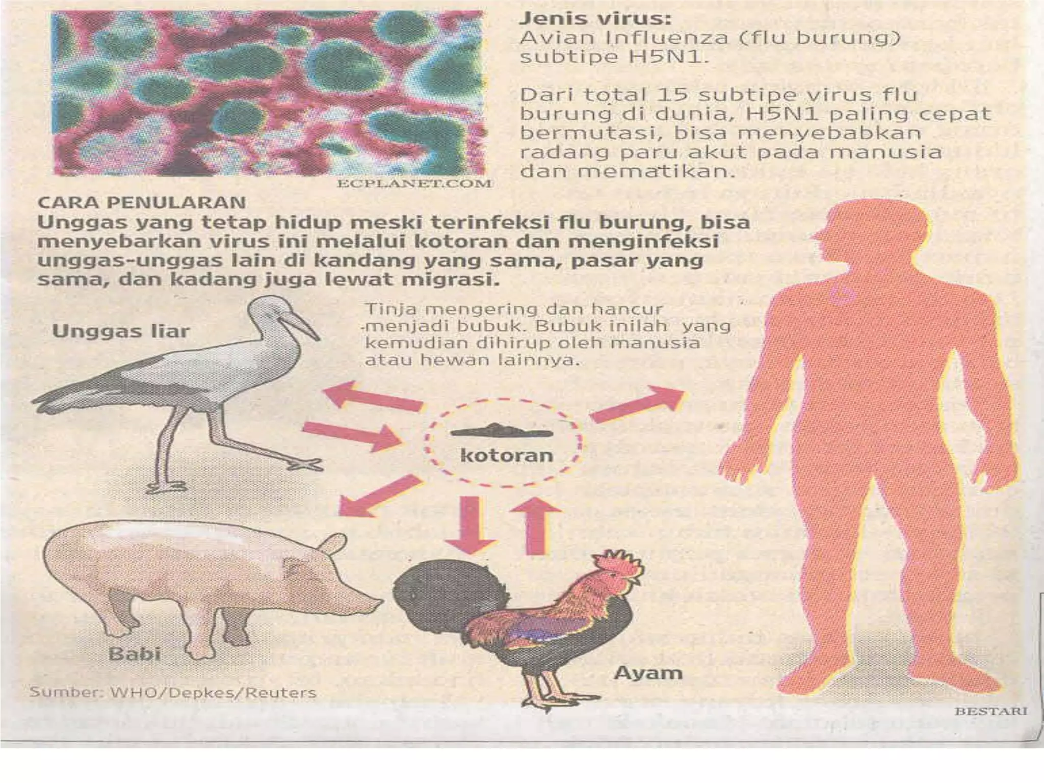 Avian influenza | PDF