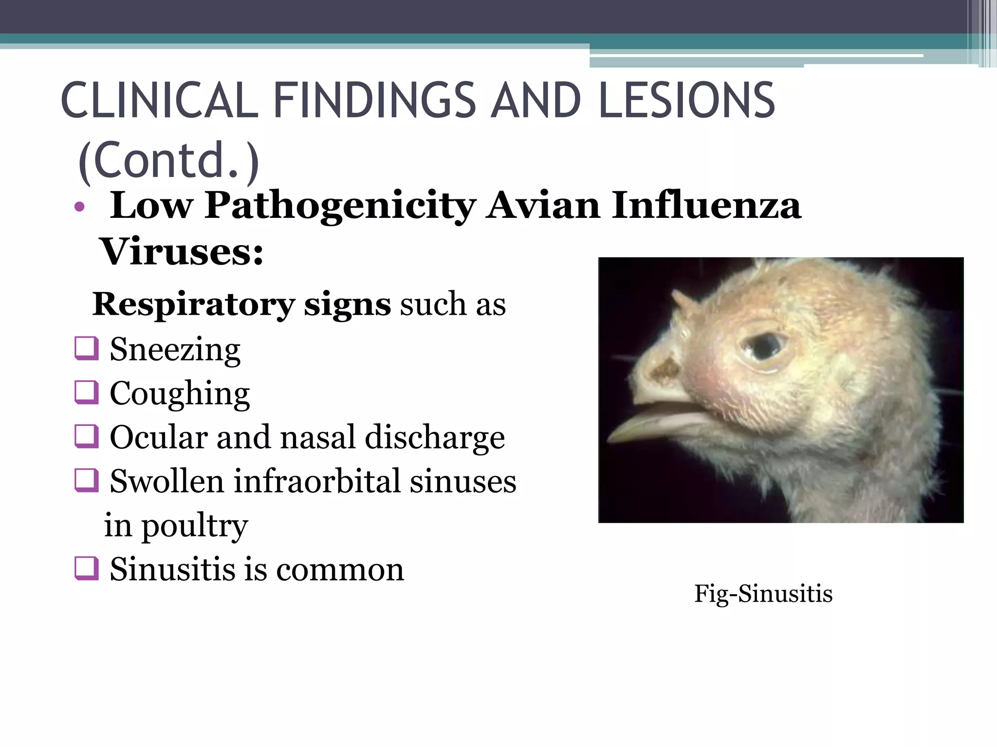 Avian influenza | PPTX