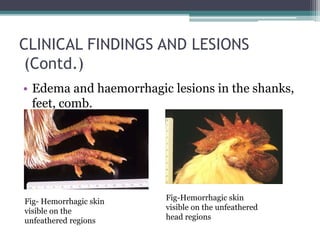 Avian influenza | PPTX