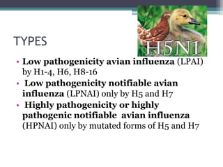 Avian influenza | PPTX