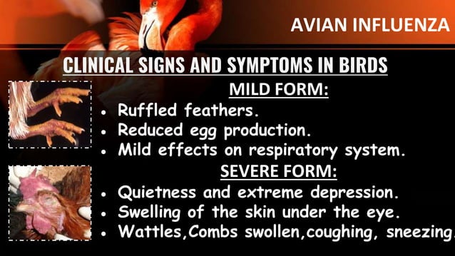 AVIAN INFLUENZA.pptx