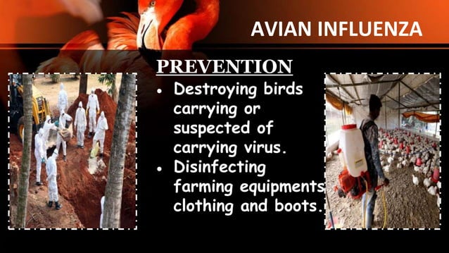 AVIAN INFLUENZA.pptx