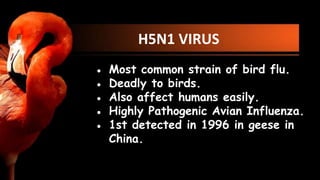 AVIAN INFLUENZA.pptx