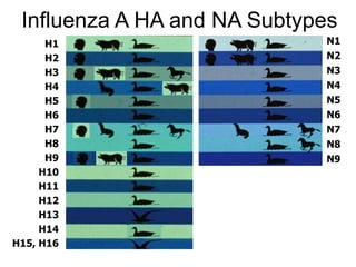 AvianInfluenza (1).ppt