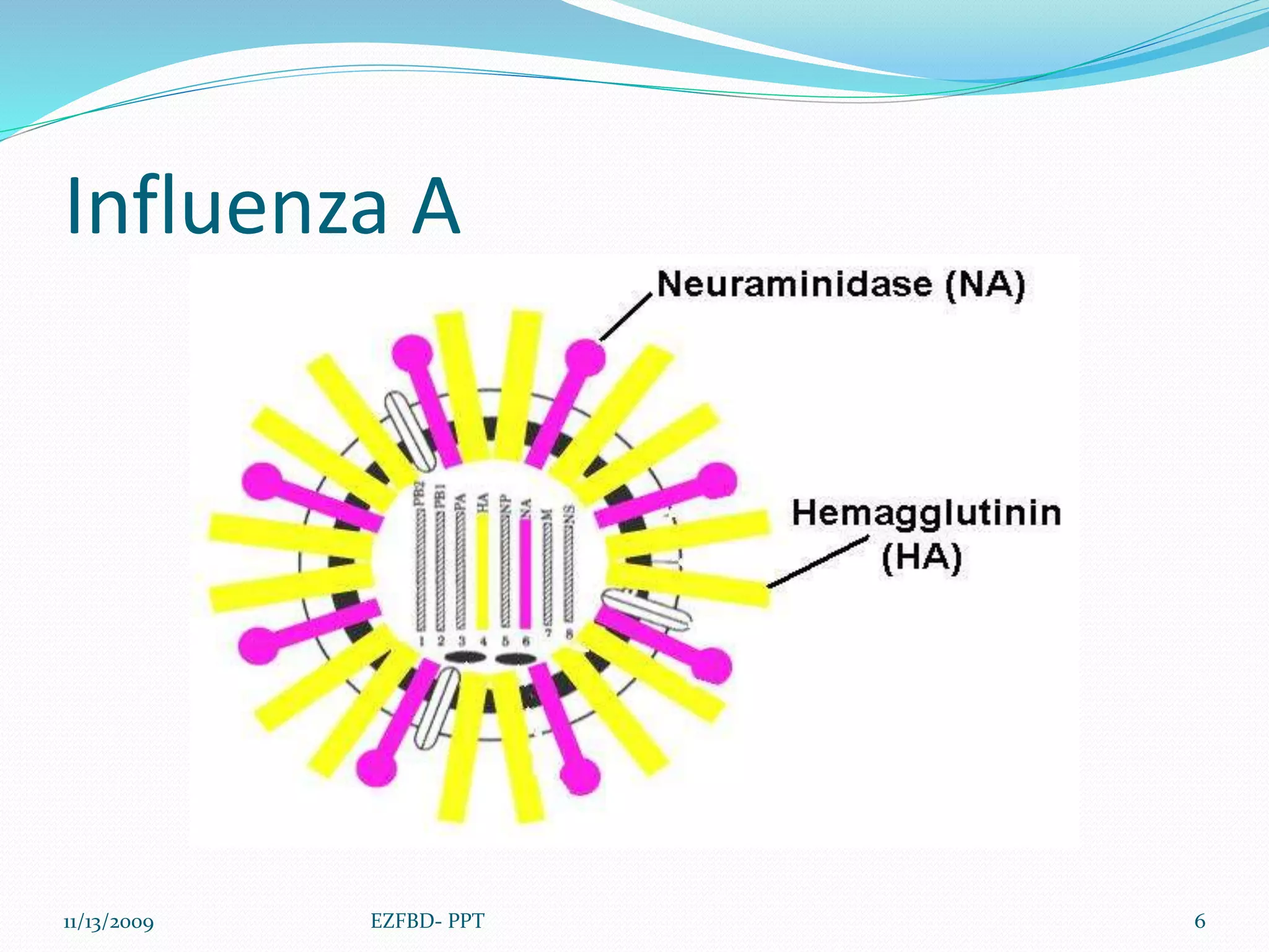 Avian influenza (highly pathogenic) | PPTX