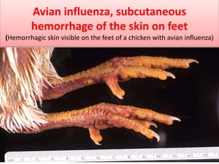 Avian influenza (PGS 502).pptx