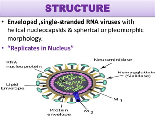 Avian influenza (PGS 502).pptx