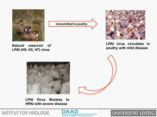 Avian influenza virus and transmission | PPT