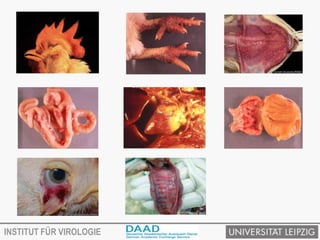 Avian influenza virus and transmission | PPTX