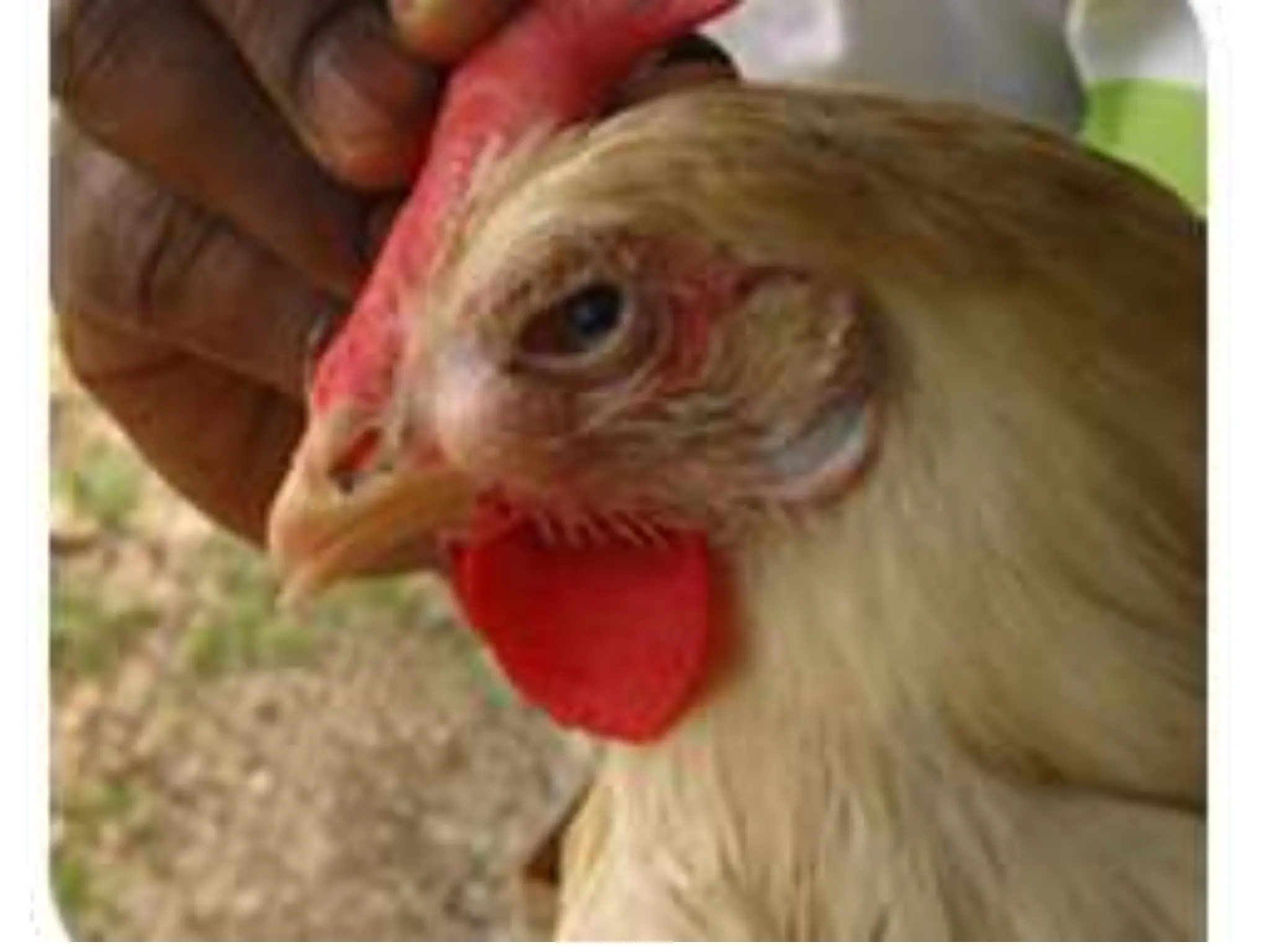 Avian metapneumovirus.ppt