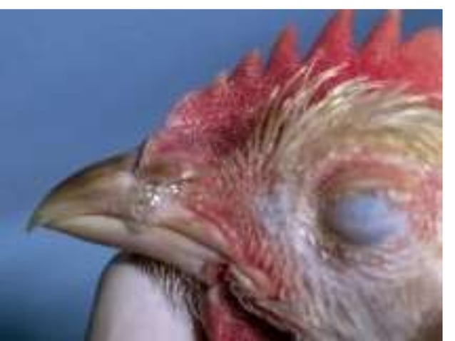 Avian metapneumovirus.ppt | Infectious Diseases | Diseases and Conditions