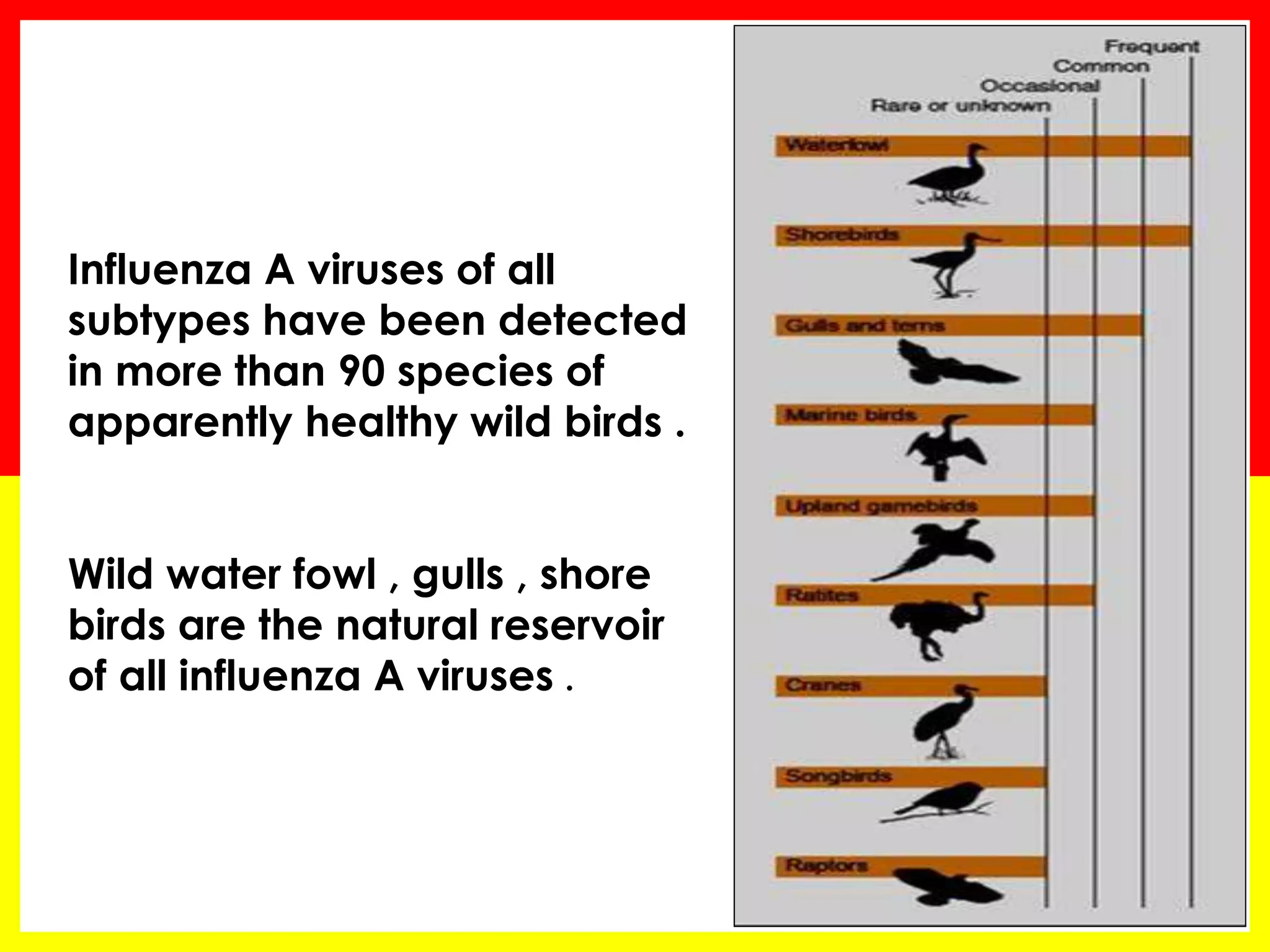 Avian influenza | PPTX