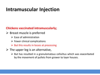 Avian Mycoplasmosis Vaccination | PPTX