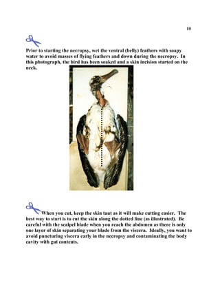 Avian necropsy manual for biologists in remote refuges | PDF