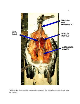 Avian necropsy manual for biologists in remote refuges | PDF