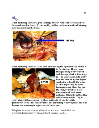 Avian necropsy manual for biologists in remote refuges | PDF