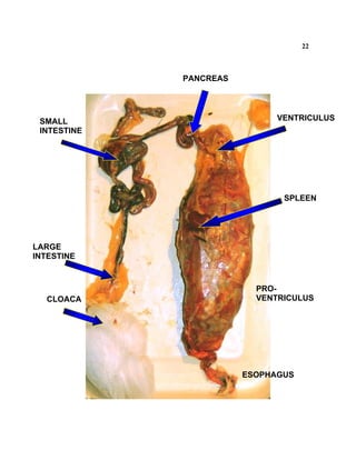 Avian necropsy manual for biologists in remote refuges | PDF