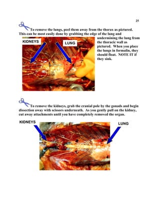 Avian necropsy manual for biologists in remote refuges | PDF