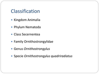 Ornithostrongylus | PPT