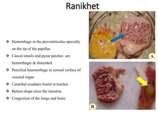 Avian Pathology.pptx