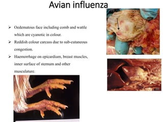 Avian Pathology.pptx