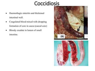 Avian Pathology.pptx